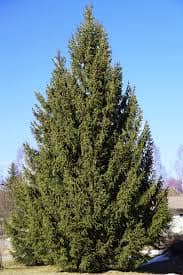 Fotoncity Picea
